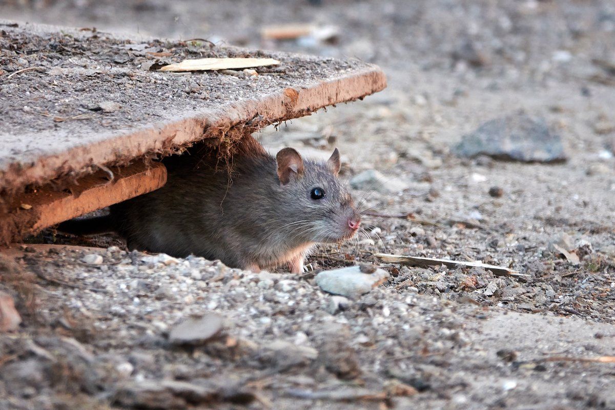 Mice Prevention in Mid-Missouri | BugOut Pest Control