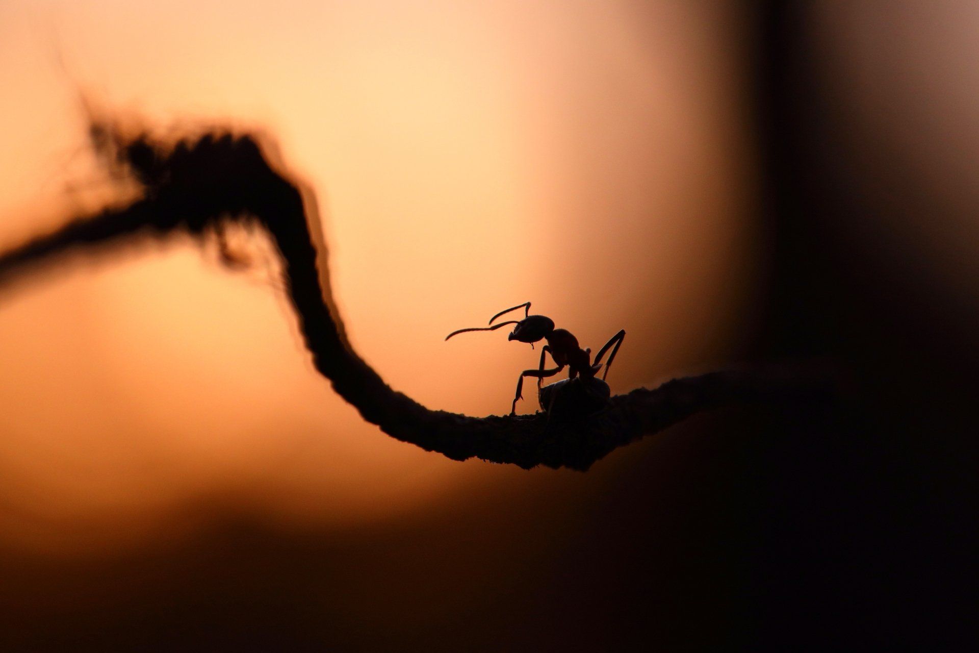 Ants in Mid-Missouri Summer | BugOut Pest Control