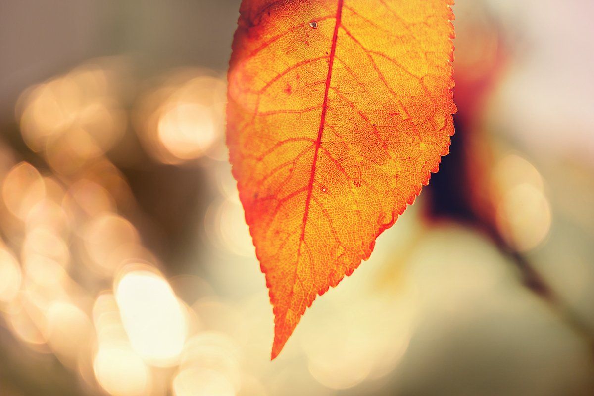 Fall Pest Control Tips in Mid-Missouri | BugOut Pest Control